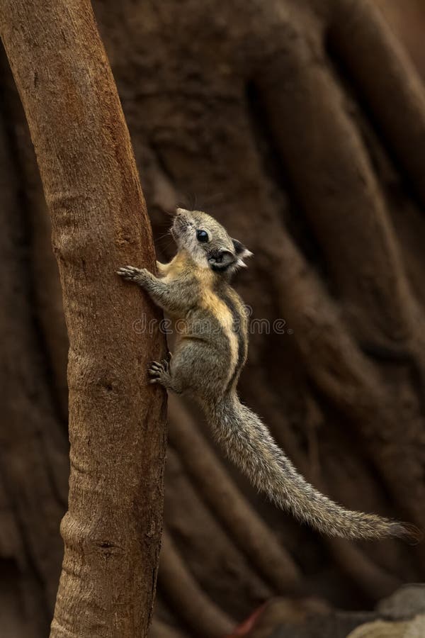 Himalayan Striped Squirrel Climbing Up a Tree Stock Image - Image of ...