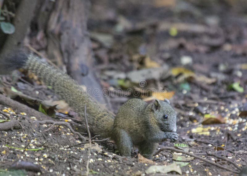 Himalayan Striped Squirrel stock image. Image of intelligence - 47334917