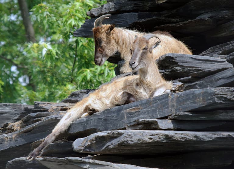 Himalayan Tahr stock image. Image of horns, himalayan - 16272081
