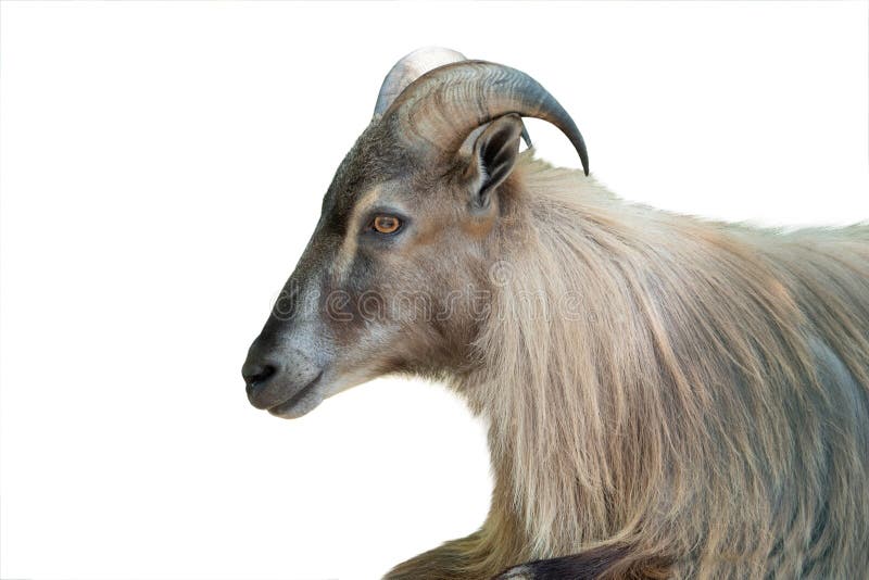 Himalayan tahr stock image. Image of mammal, mammalia - 47110439