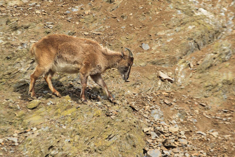 Himalayan tahr stock image. Image of animal, tahr, asia - 273091215
