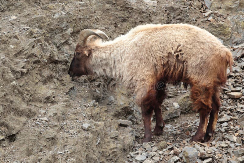 Himalayan tahr stock photo. Image of animal, tahr, jemlahicus - 374245306