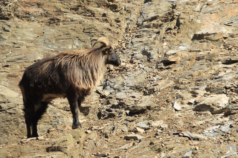 Himalayan tahr stock photo. Image of adult, hemitragus - 257115540