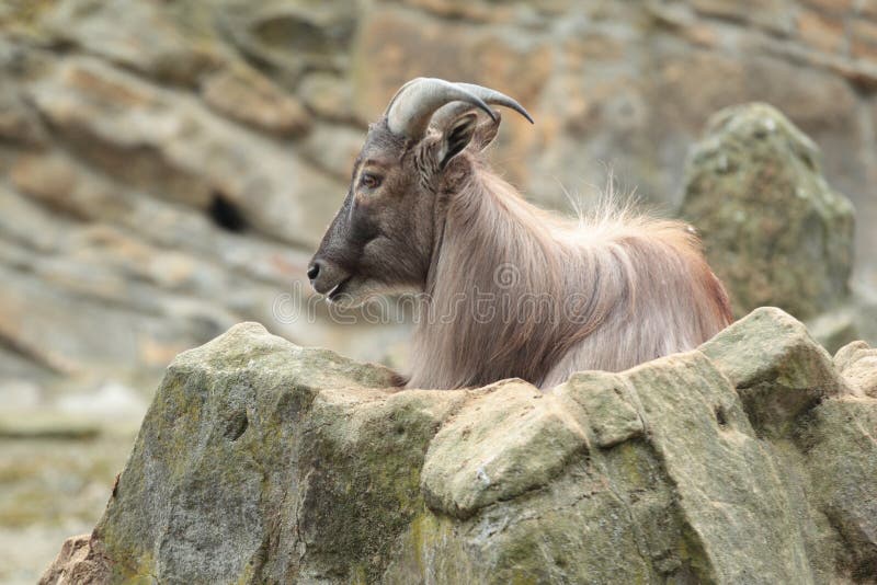 Himalayan tahr stock photo. Image of toed, jemlahicus - 378206176