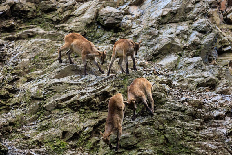 Himalayan Tar. Background with Selective Focus and Copy Space Stock ...