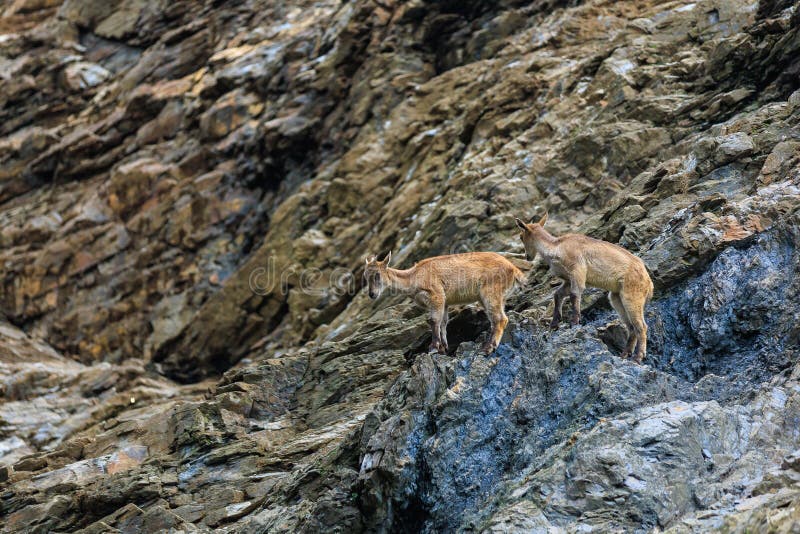 Himalayan Tar. Background with Selective Focus and Copy Space Stock ...