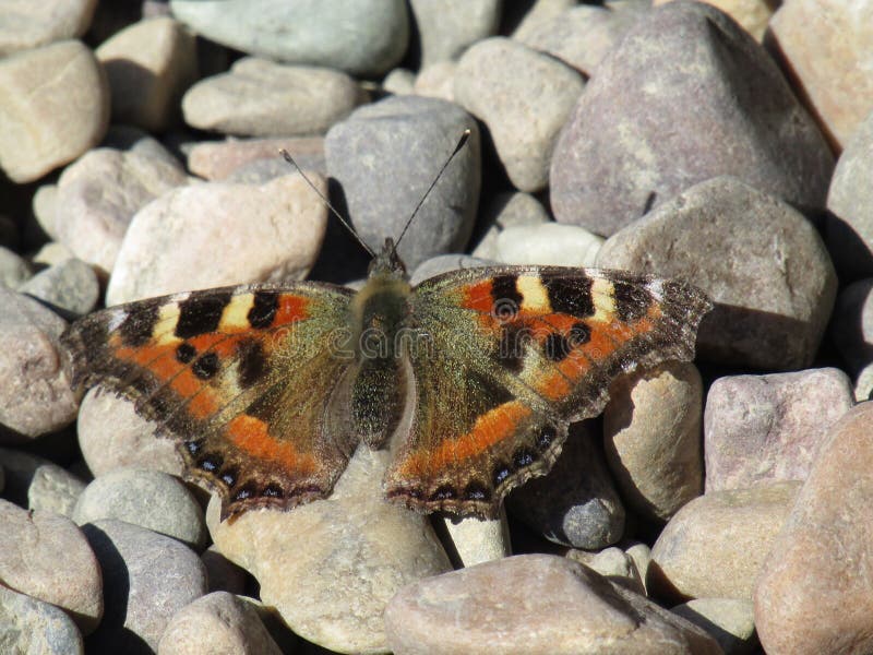 Himalayan Tortoise Shell Butterfly Stock Image - Image of india, travel ...