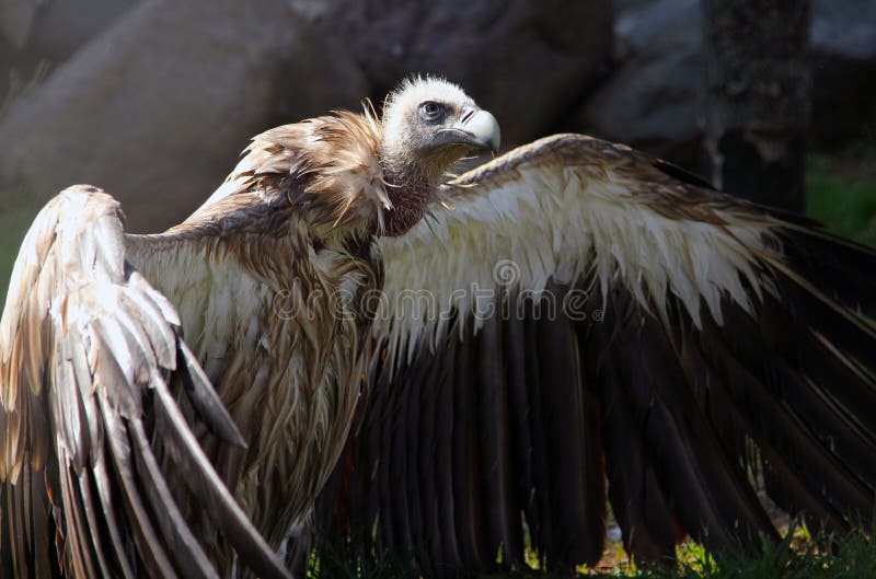 Himalayan Vulture Gyps Himalayensis Drying Wings after Bathing Stock ...
