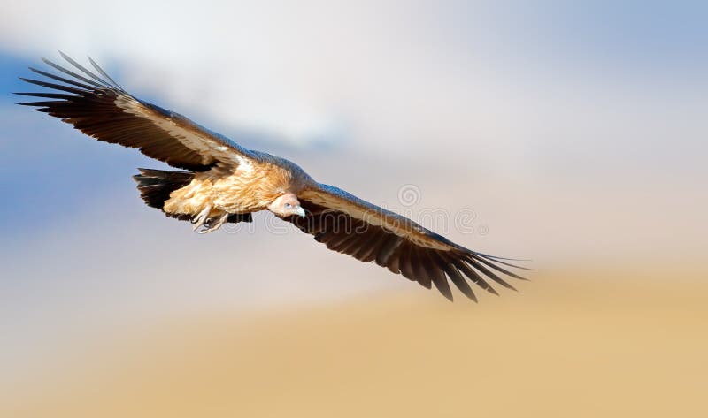 Himalayan Vulture stock image. Image of whitetailed, snow - 96677321