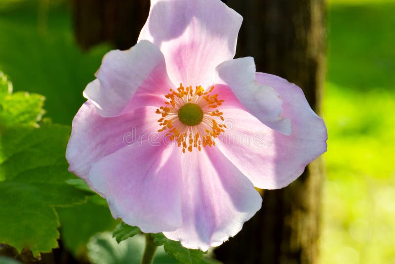 Pink Himalayan Windflower Mandala 04 Stock Image - Image of vitifolia ...