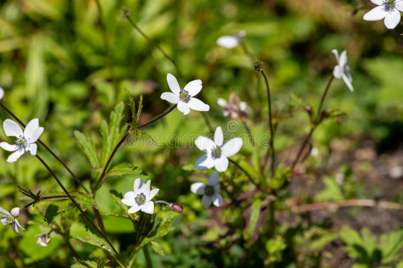 Himalayan Windflowers (eriocapitella Rivularis Stock Photo - Image of ...