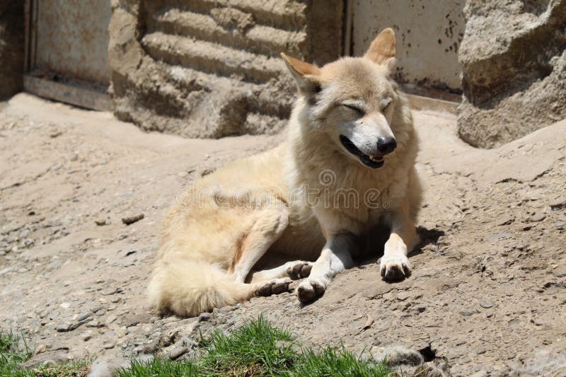 Himalayan Wolf Sitting on the Ground Stock Photo - Image of ground ...