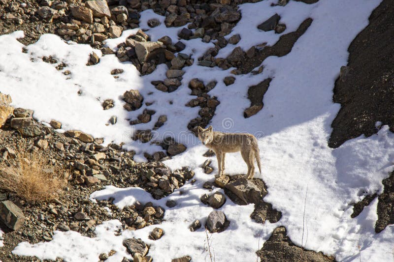 Himalayan Wolf Standing on Rock in Snow Stock Photo - Image of ...