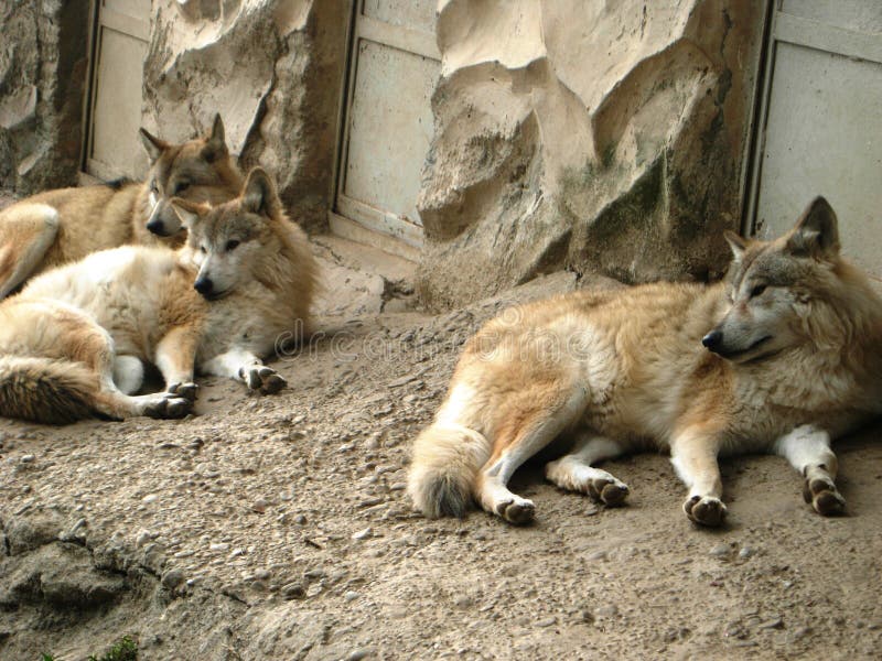 Himalayan Wolves stock photo. Image of wolves, himalayan - 39632264