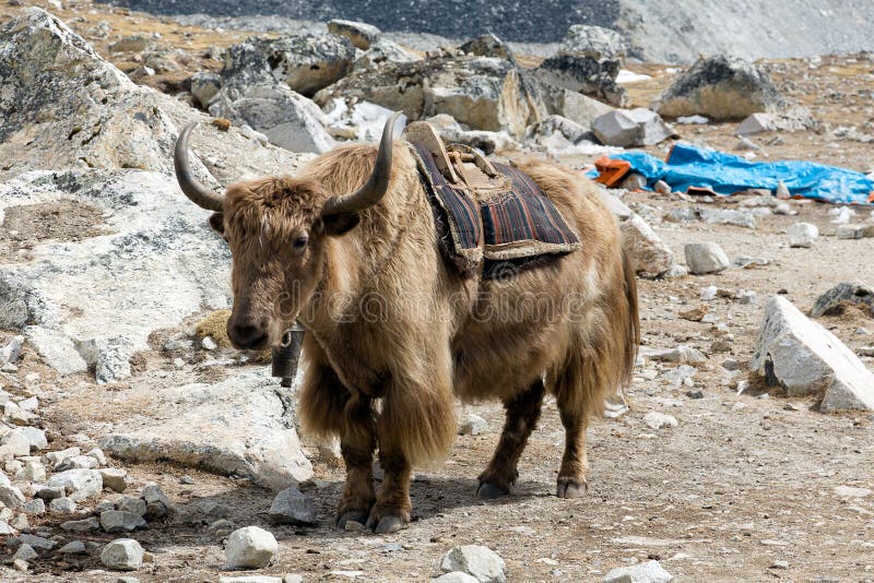Himalayan Yak stock image. Image of strong, altitude - 20858277