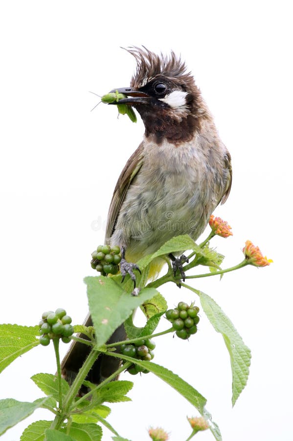 Himalyan bulbul stock photo. Image of wildlife, bulbul - 125794812