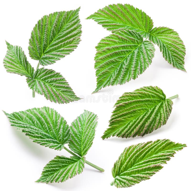 Himbeerblatt lokalisiert stockfoto. Bild von himbeere - 146676716