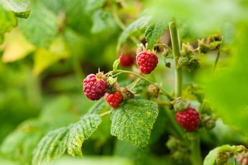Himbeerbusch mit Beeren stockfoto. Bild von wachstum - 73767114
