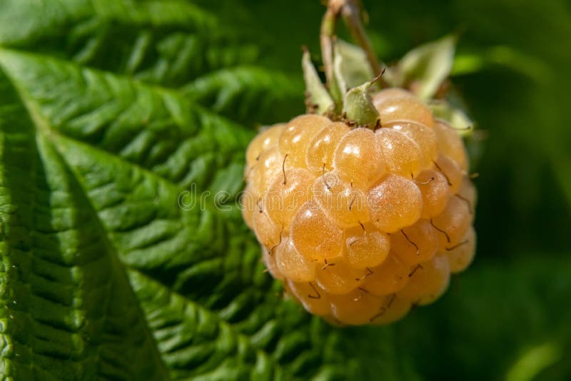 Bush Mit Einer Beere Anlage Stockfoto - Bild von beere, jahreszeit ...