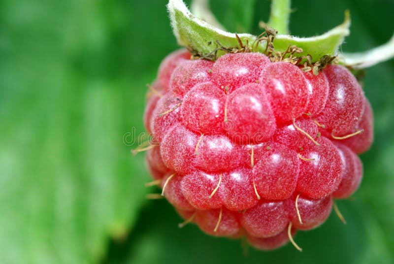 Nahaufnahme Des Anbauens Von Organischen Himbeeren Reife Himbeere in ...