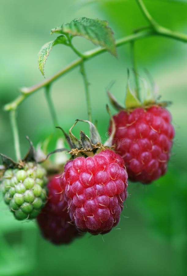 Frische Wilde Himbeeren Im Wald Stockbild - Bild von feinschmecker ...