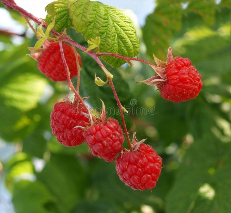 Himbeerbusch mit Beeren stockfoto. Bild von wachstum - 73767114