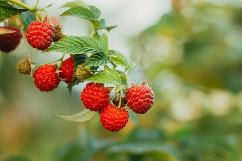 Himbeere Himbeeren Wachsende Organische Beeren Stockfoto - Bild von ...