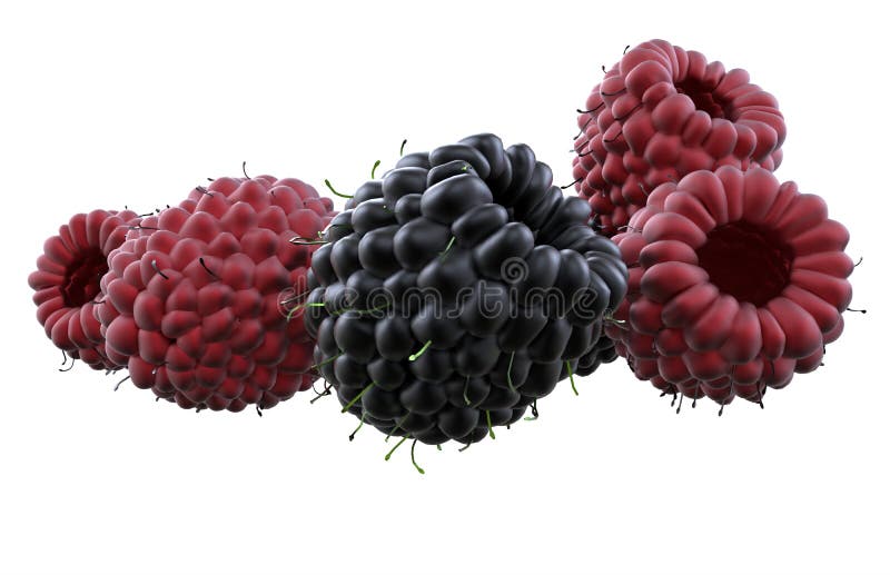 Himbeere und Brombeere stock abbildung. Illustration von schwarzes ...