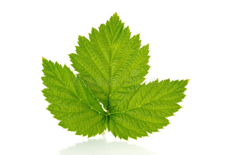 Himbeere Mit Blatt Auf Schwarzblech Stockfoto - Bild von platte ...