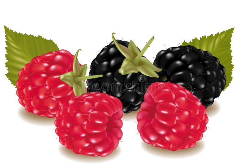 Himbeeren und Brombeeren. vektor abbildung. Illustration von gesund ...