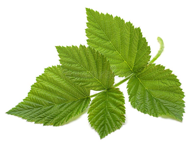 Himbeere mit Blatt stockbild. Bild von pink, himbeere - 34567805