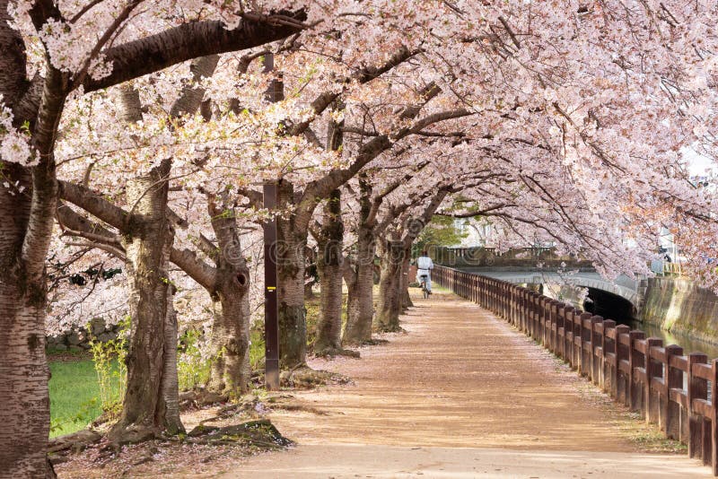 Himeji, Japan Spring Time Park with Cherry Blossoms Stock Image - Image ...