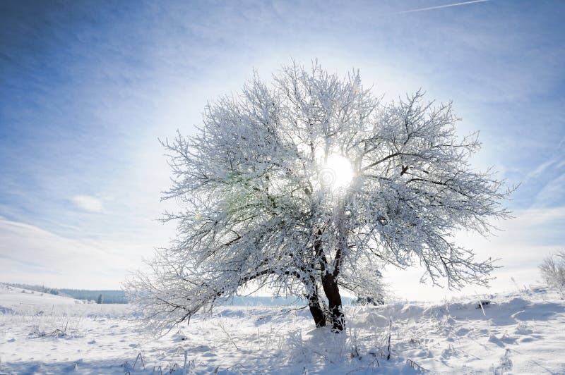Himmel, Baum und Schnee stockbild. Bild von park, saisonal - 12697399