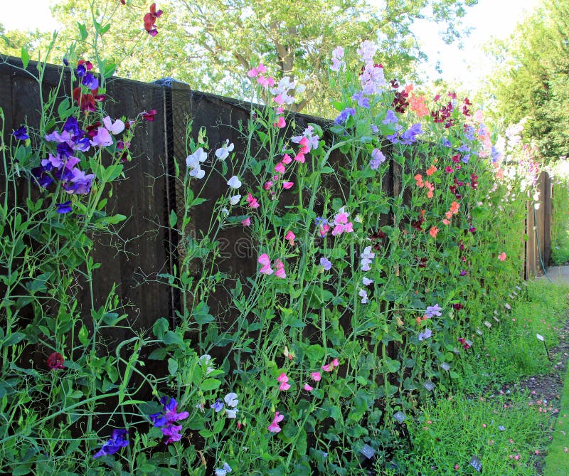 Himmlische Edelwicken stockfoto. Bild von pergola, nave - 42225270