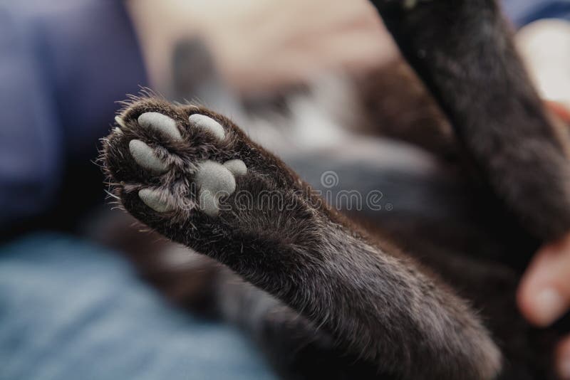 Hind Black Cat Close-up. Bottom View Stock Photo - Image of animal ...