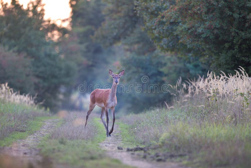 Hind (deer) in forest stock image. Image of forest, female - 58443745