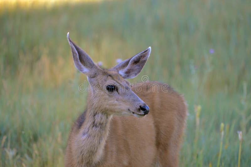 Hind in a field stock photo. Image of creature, colorful - 83731532