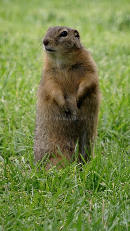 Gopher is looking for food stock photo. Image of gopher - 122342368