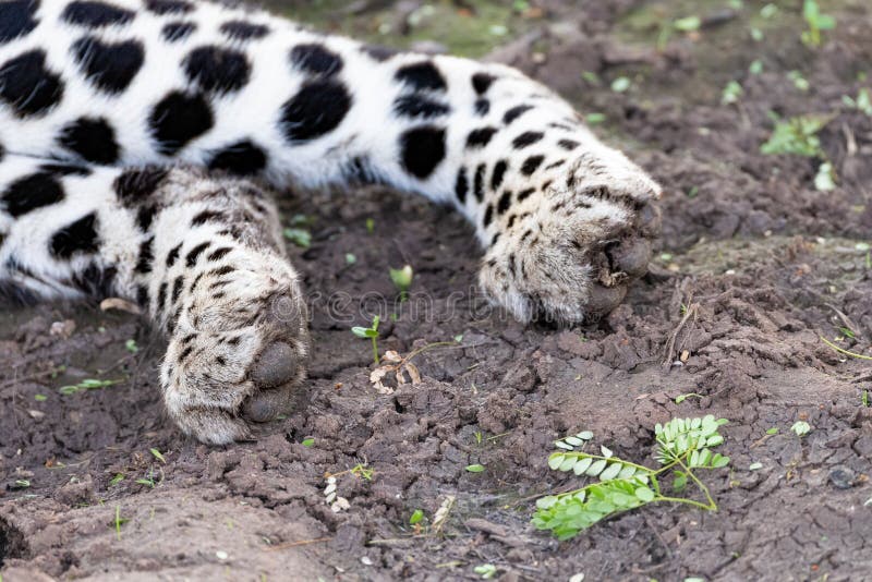 Hind legs of a leopard stock image. Image of grass, outdoor - 265060979