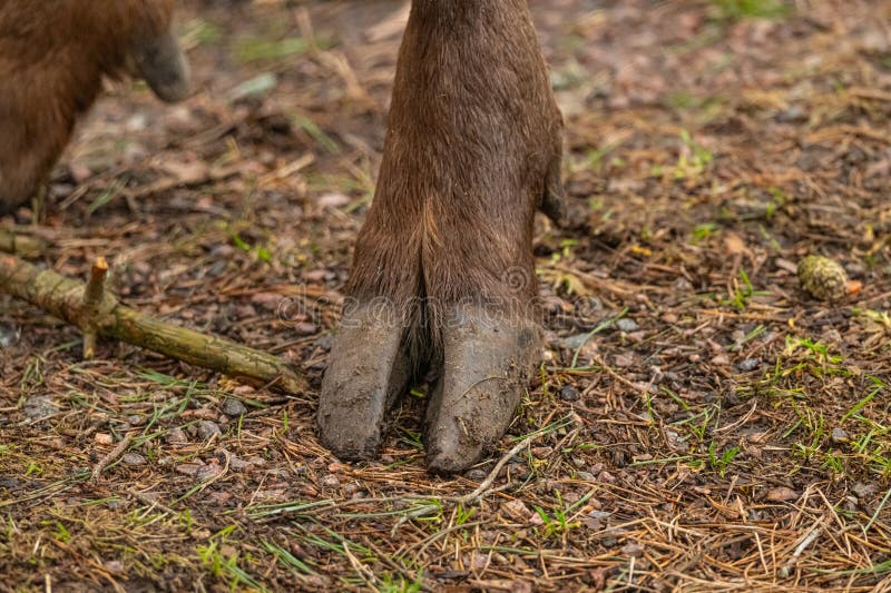 529 Pet Moose Stock Photos - Free & Royalty-Free Stock Photos from ...