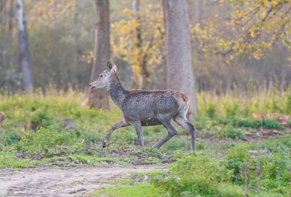 Hind stock photo. Image of stag, roar, morning, animal - 35477582