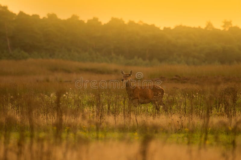 Hinde on the Veluwe stock photo. Image of wild, digital - 44465610