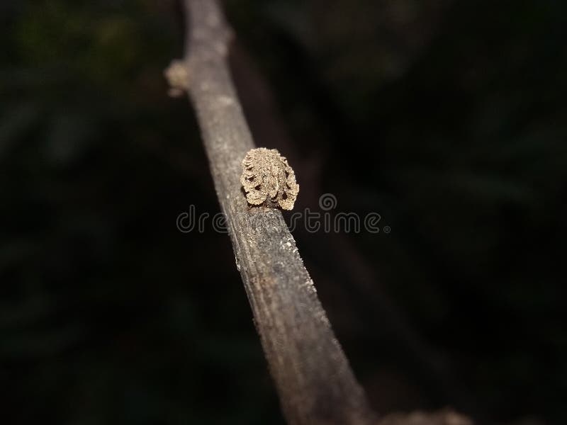 A hinder insect stock photo. Image of branch, insect - 105622318