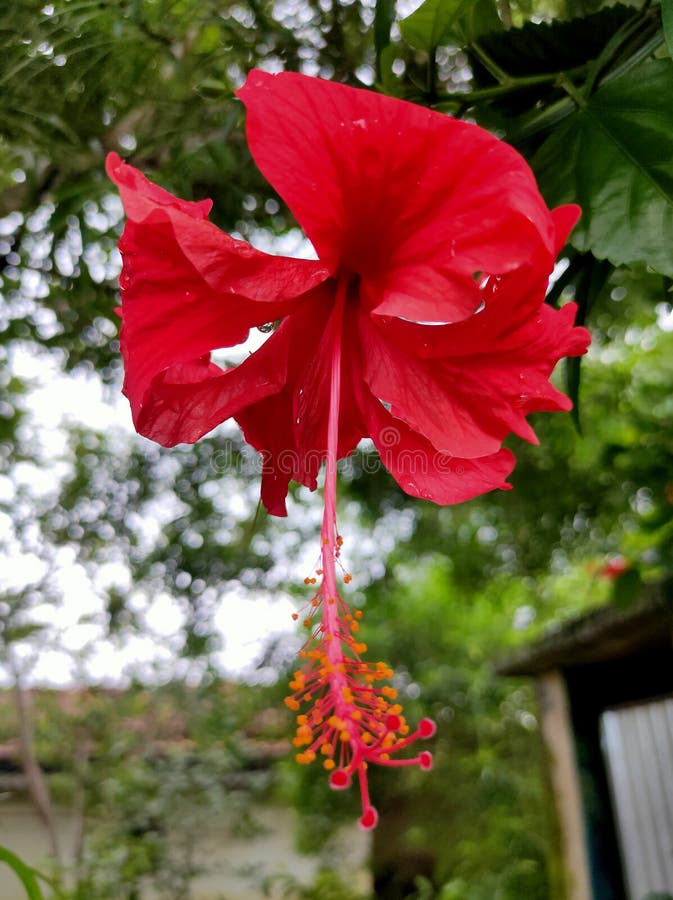 In Hindi it& X27;s Called Gudhal Stock Photo - Image of produce, gudhal ...