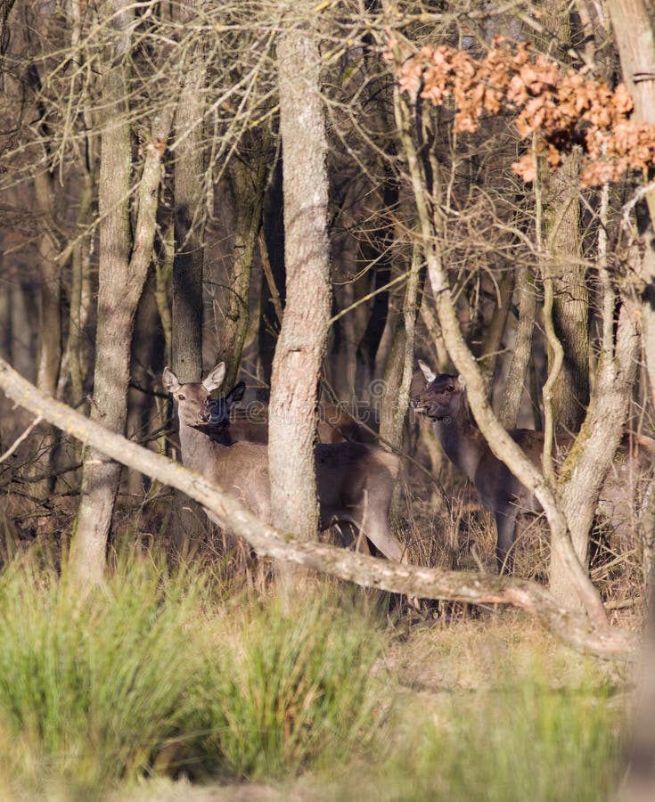 Hinds stock photo. Image of reserve, prey, hiding, deer - 48334716
