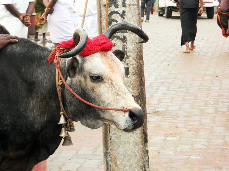 Hindus cow stock photo. Image of bells, rajasthan, tourism - 55420590