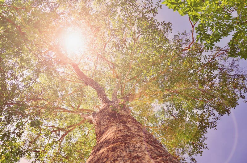 Hing tree with sunlight stock image. Image of outdoor - 79869401