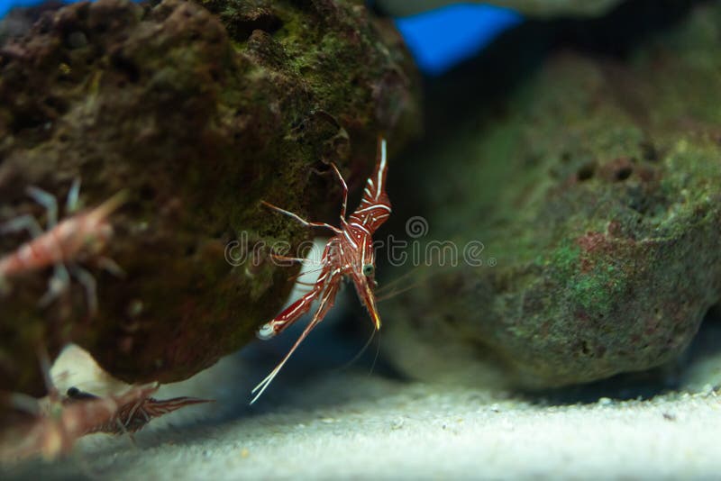 Hinge- Beak Shrimp in Water Tank, it is Beautiful Small Shrimp in Fish ...