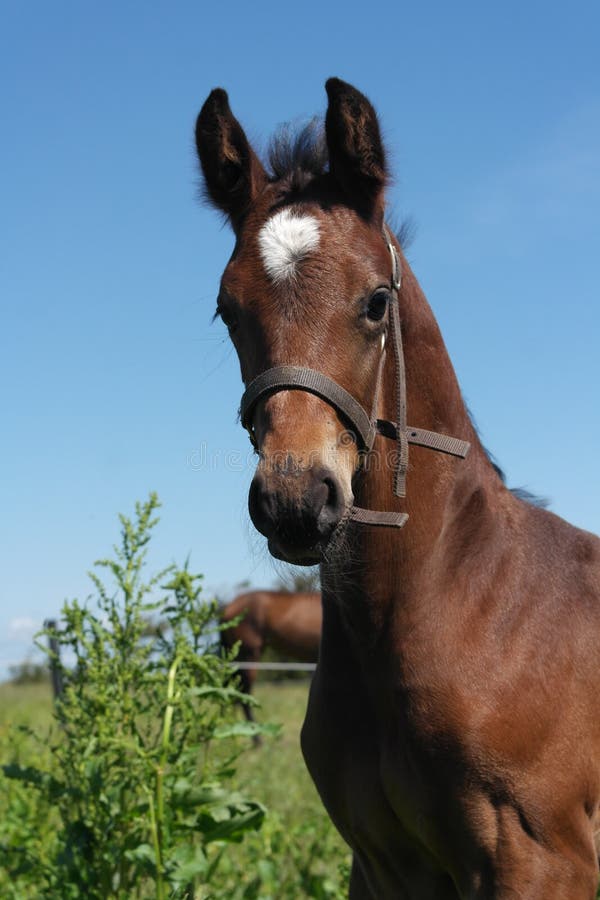 Hingst fotografering för bildbyråer. Bild av gulligt - 57451323