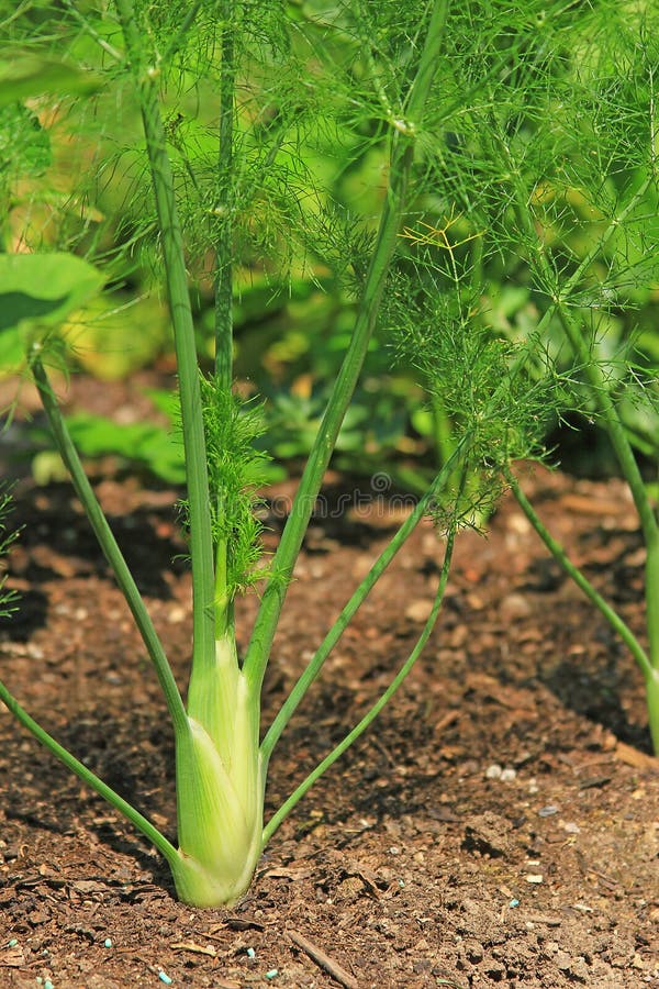 Hinojo foto de archivo. Imagen de hinojo, bulbos, hoja - 42784682